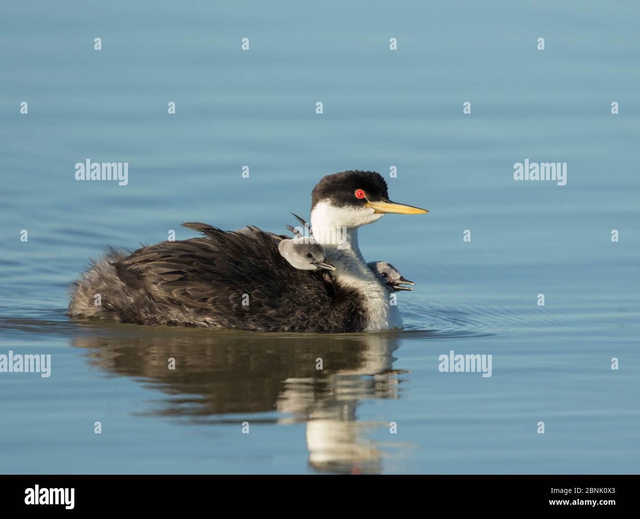Chick aechmophorus occidentalis hi-res stock photography and images - Alamy