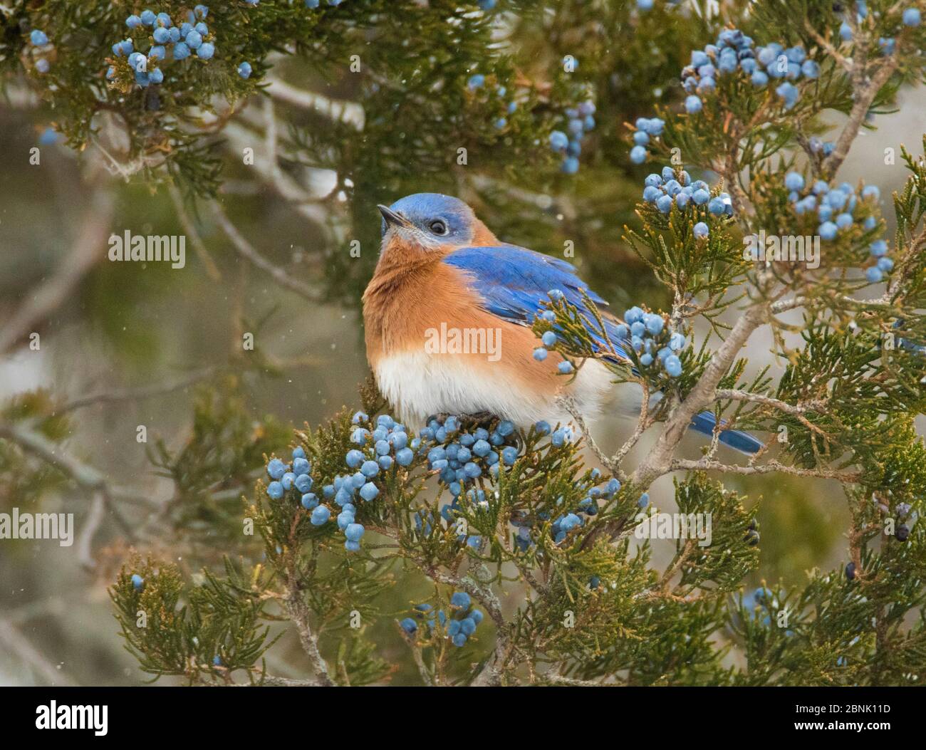 Eastern bluebird (SIalia sialis) male attracted to feed on berries of ...