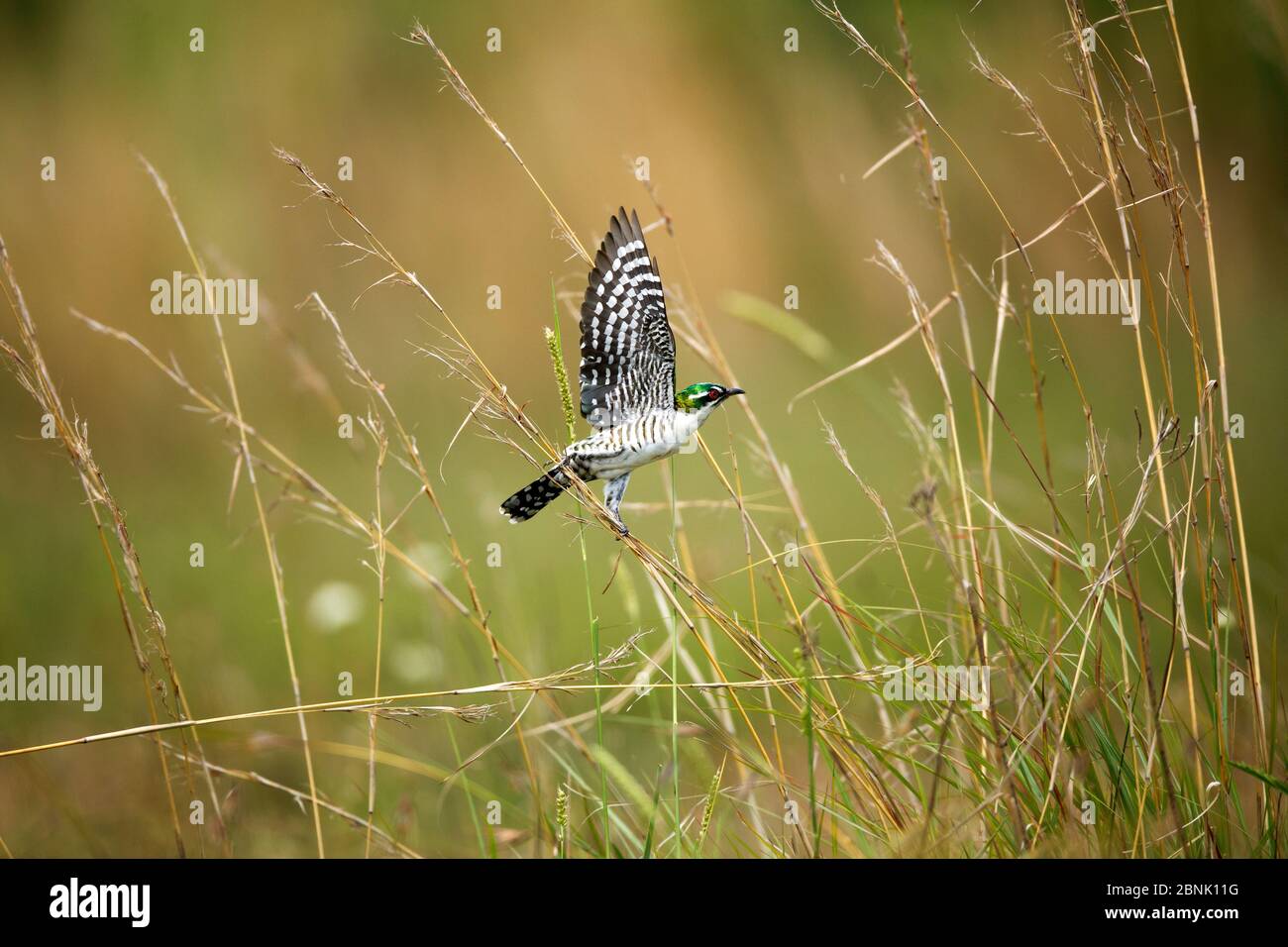 Dideric cuckoo (Chrysococcyx caprius) taking off, Rietvlei Nature ...