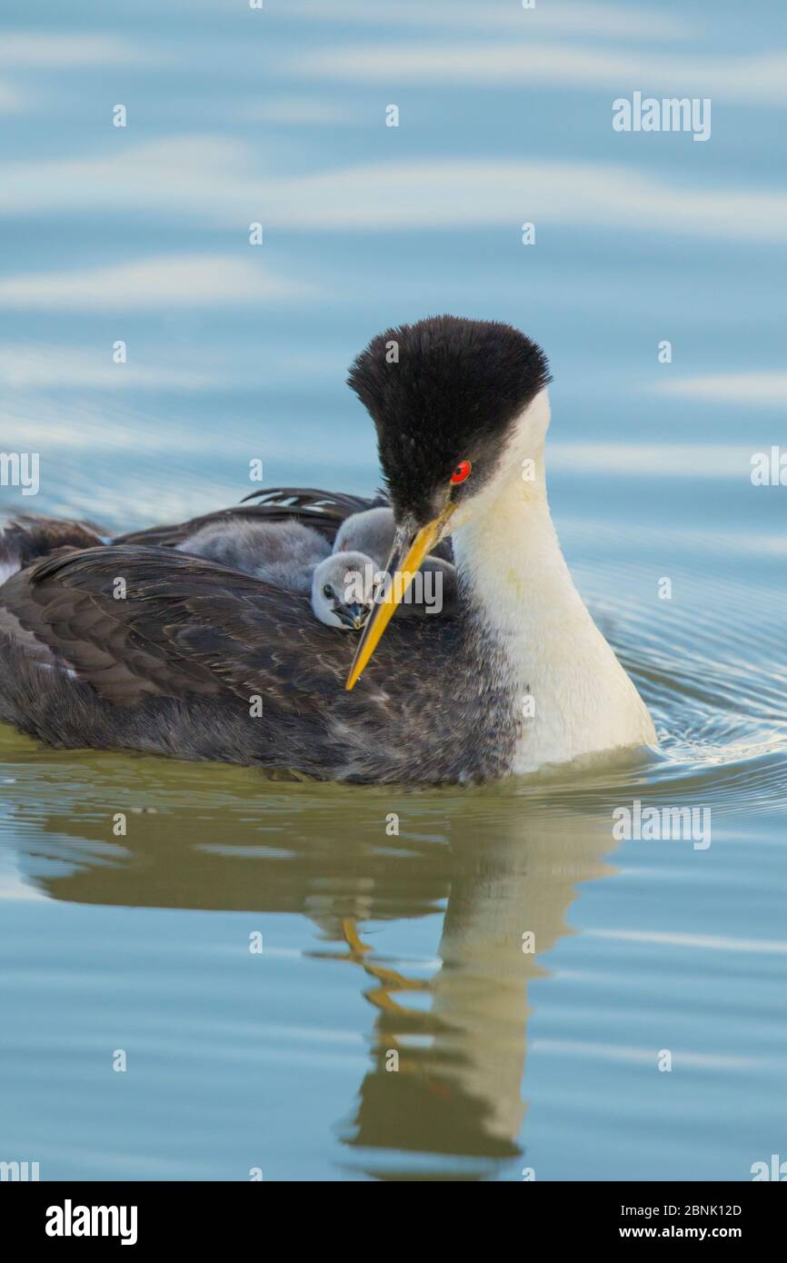 Western grebe (Aechmophorus occidentalis), closeup of adult swimming ...