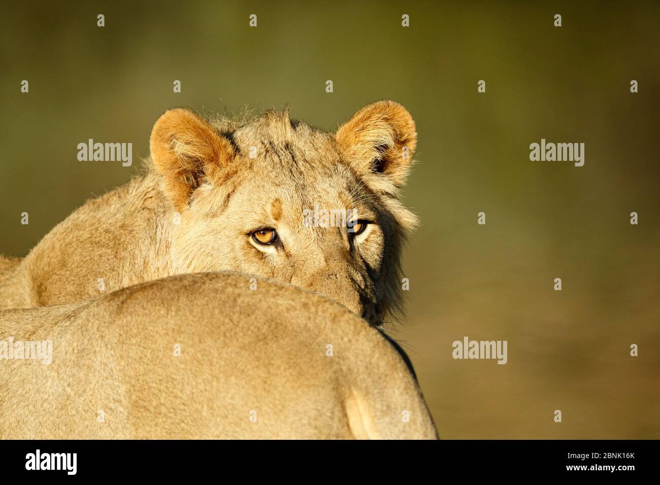 Lion (Panthera leo) rear view of lioness, Northern Cape Province, South ...