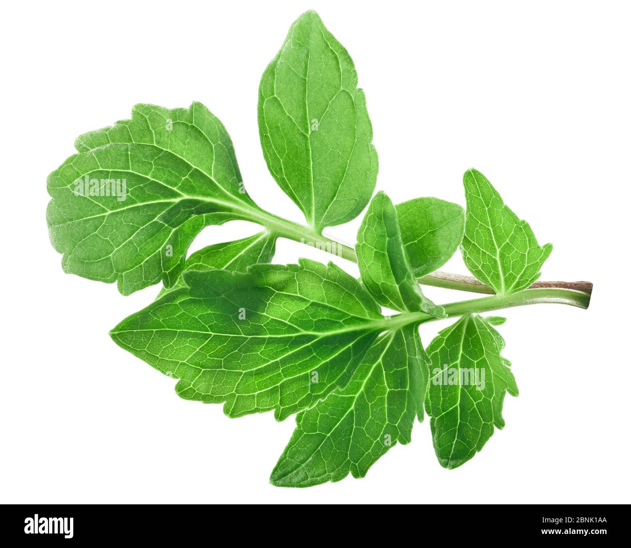 Leaves of Valerian (Valeriana officinalis), isolated Stock Photo - Alamy