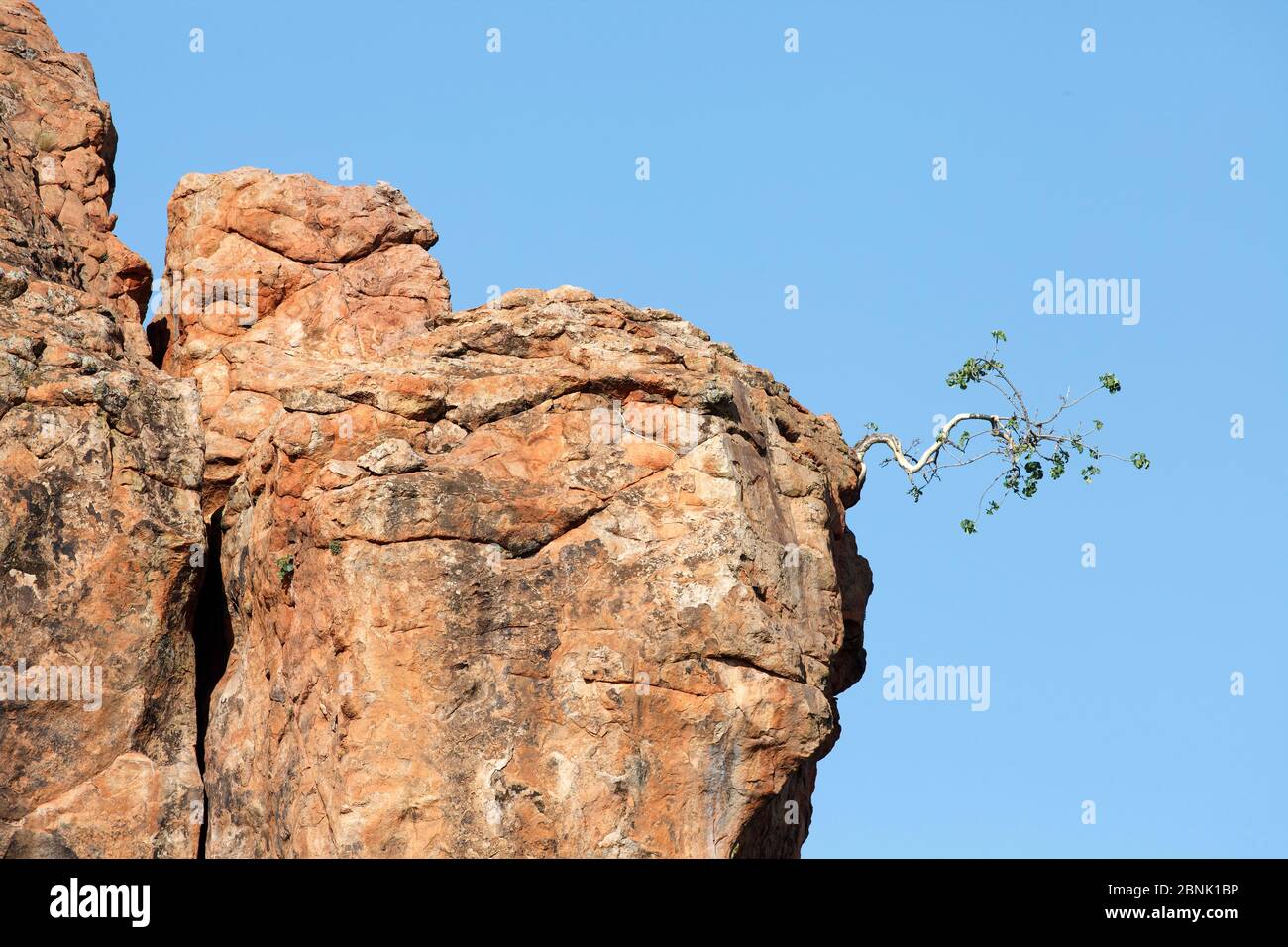 Fig Tree growing out of rocks, Limpopo Province, Mapungubwe National ...