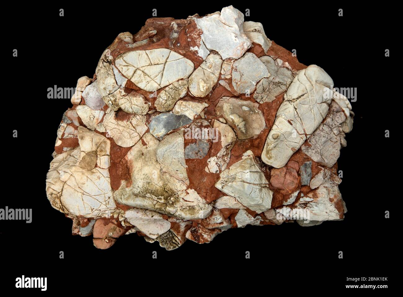 Leesburg limestone conglomerate, Frederick County Maryland, USA. April ...