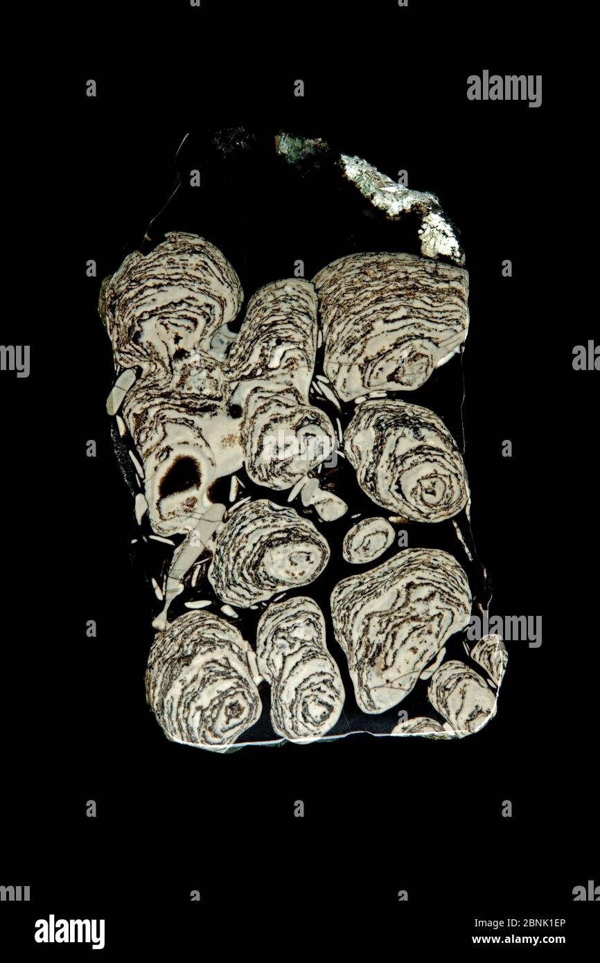 Cyanobacteria fossil hi-res stock photography and images - Alamy