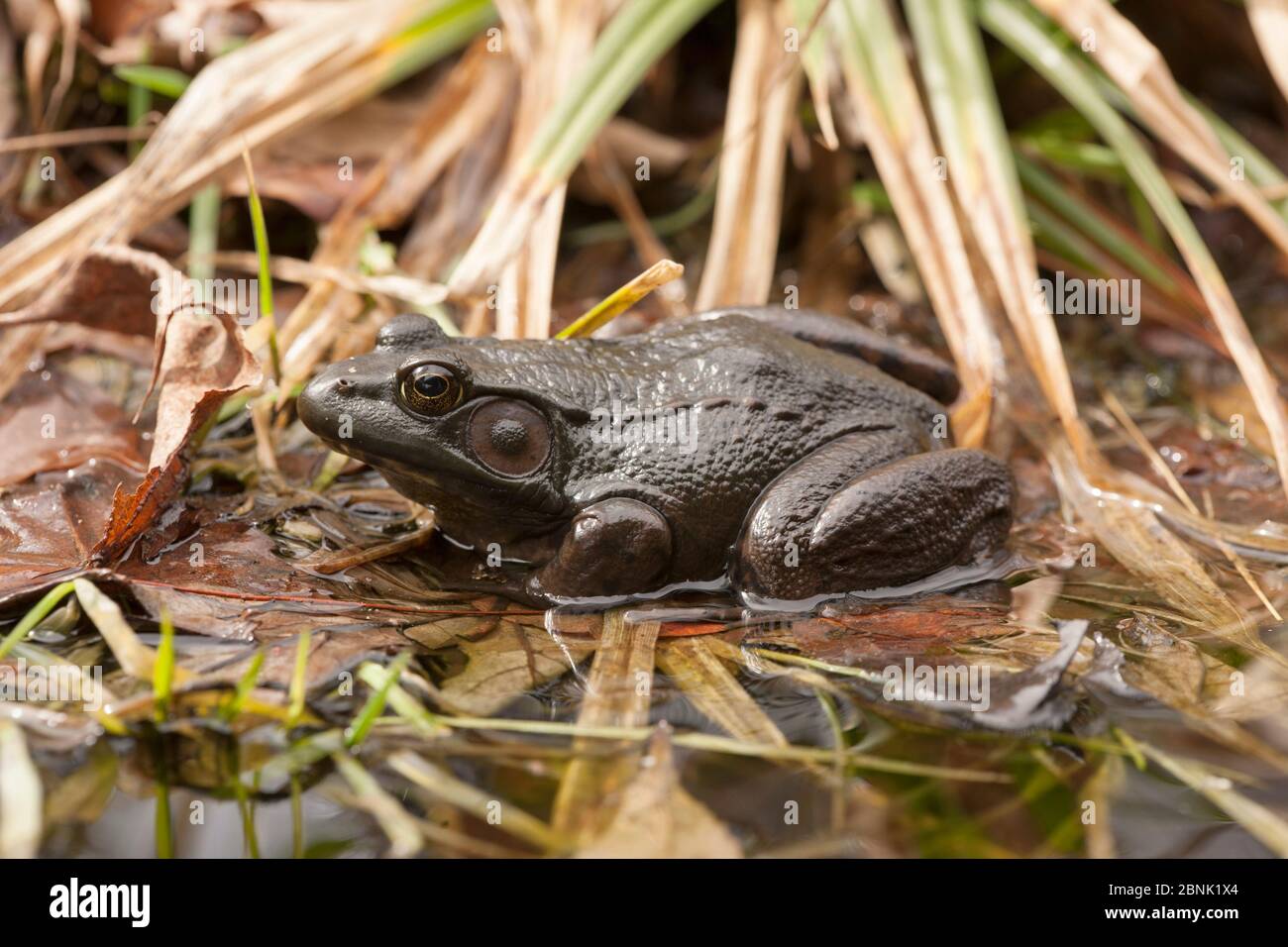 Lithobates Clamitans High Resolution Stock Photography and Images - Alamy
