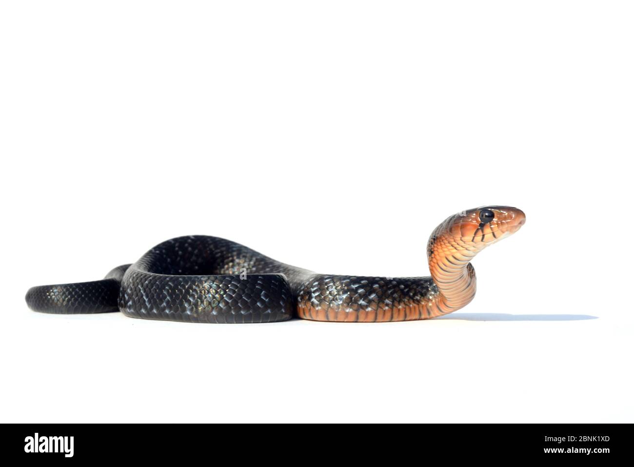 Eastern indigo snake hi-res stock photography and images - Alamy