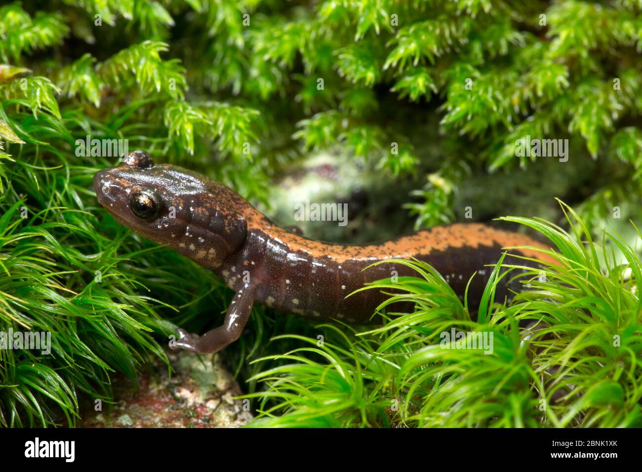 Endemic to shenandoah national park hi-res stock photography and images ...