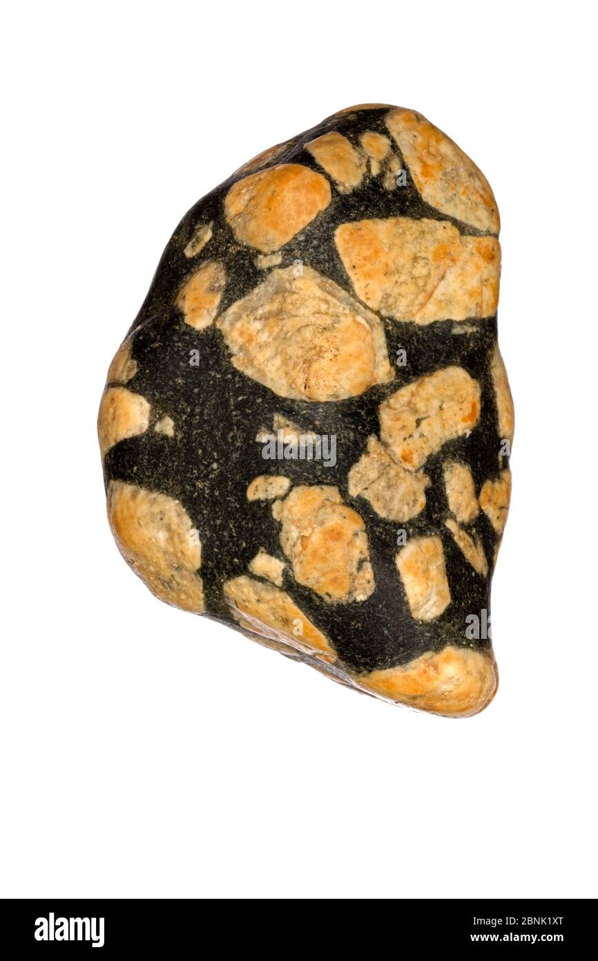 Porphyry rock polished by abrasion in river with feldspar clasts in ...