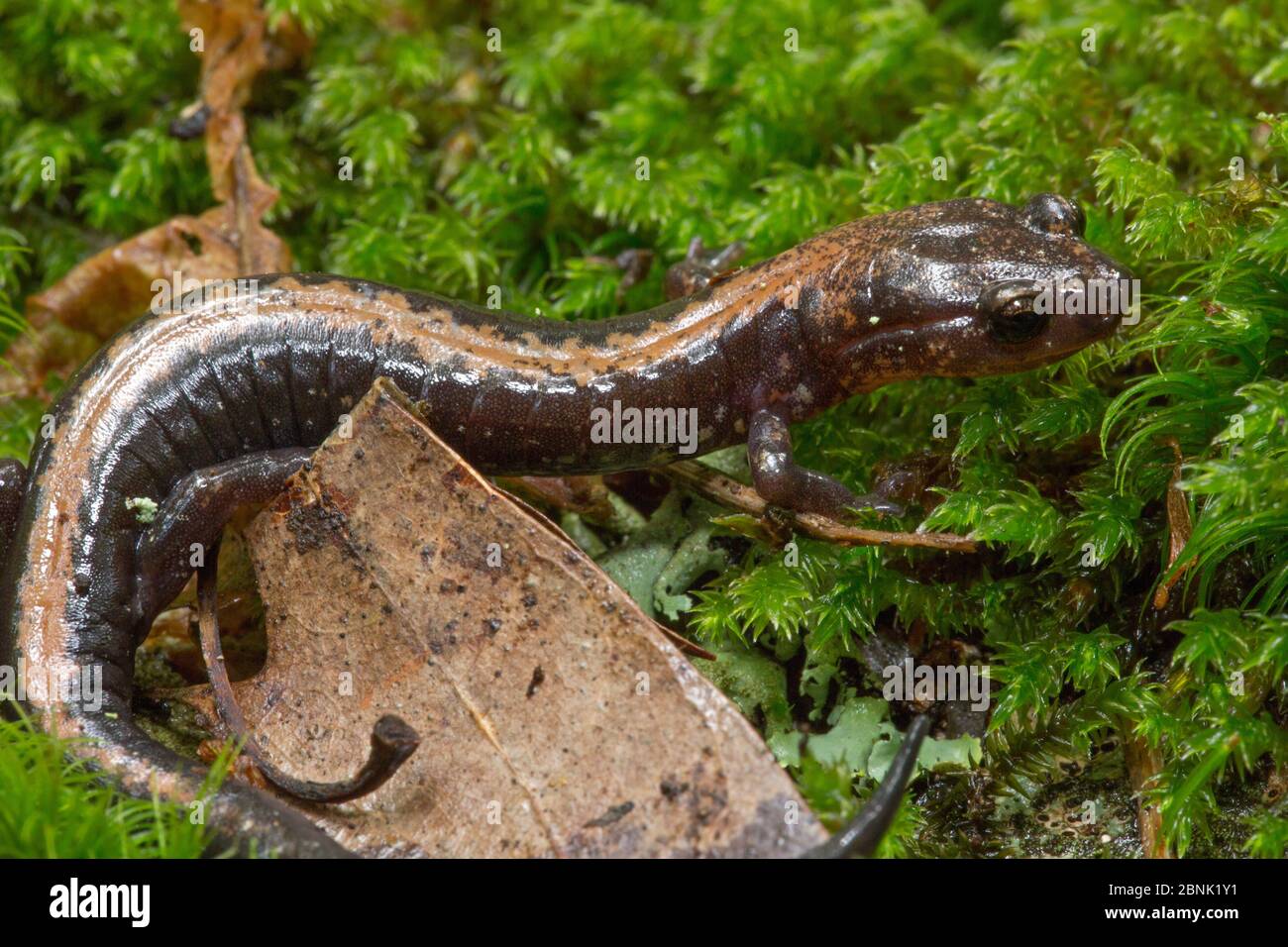 Plethodon shenandoah hi-res stock photography and images - Alamy