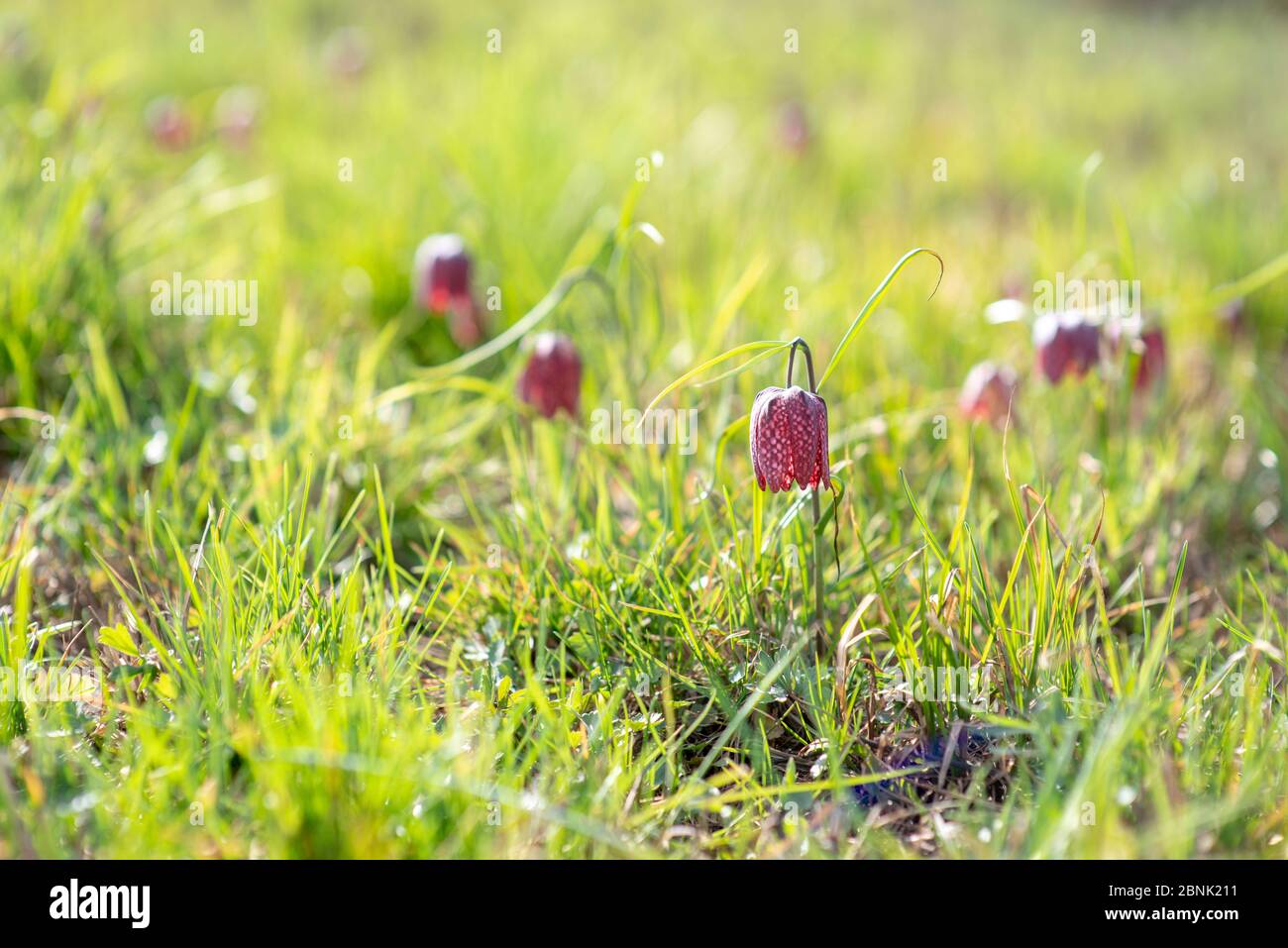 Beautiful violet snake's head growing in grass Stock Photo - Alamy