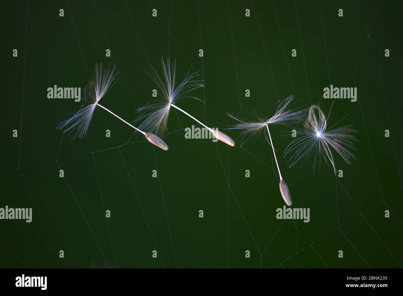 Taraxacum kok saghyz hi-res stock photography and images - Alamy