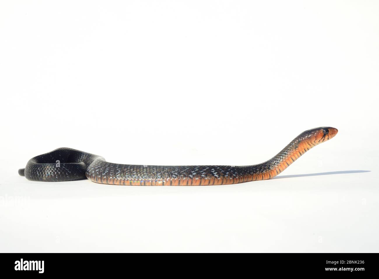 Eastern Indigo Snake Wallpaper