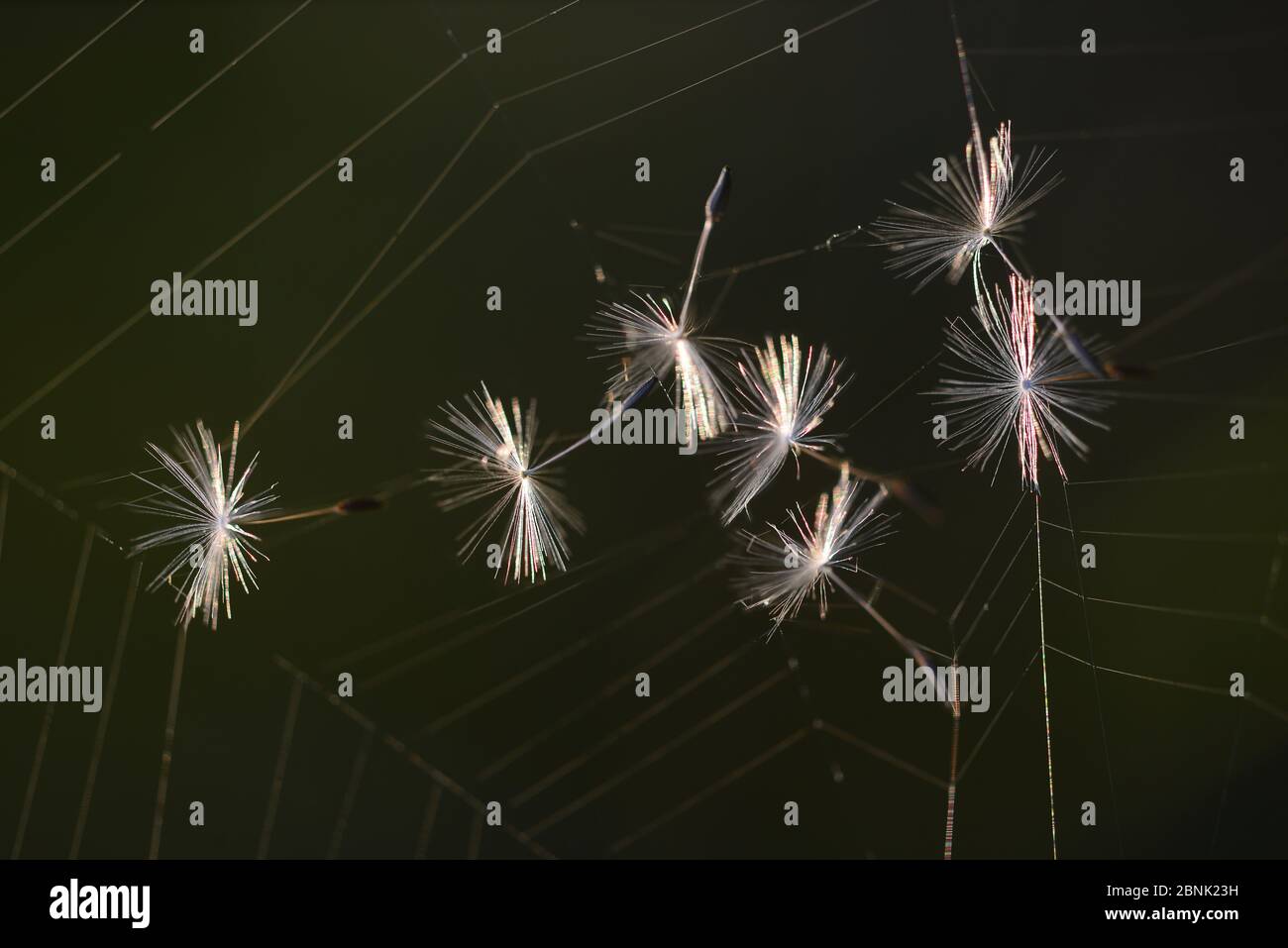 Taraxacum kok saghyz hi-res stock photography and images - Alamy