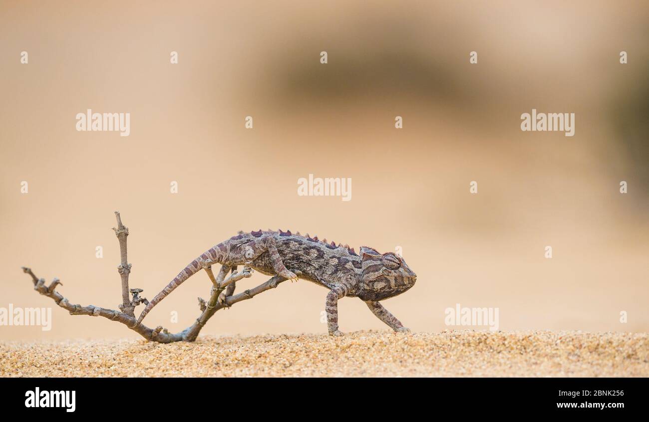 Chameleons chamaeleo namaquensis hi-res stock photography and images ...
