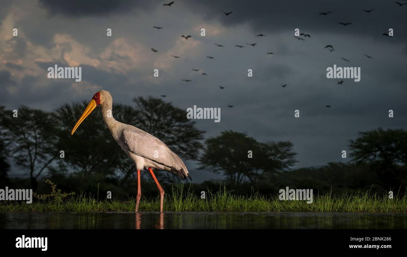 African open billed stork hi-res stock photography and images - Alamy