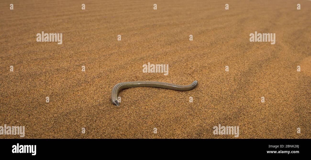 FitzSimons' burrowing skink (Typhlacontias brevipes) on a dune in the ...