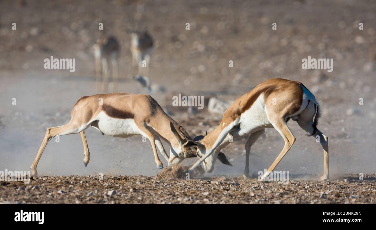 Springbok (Antidorcas marsupialis) two males involved in a territorial ...