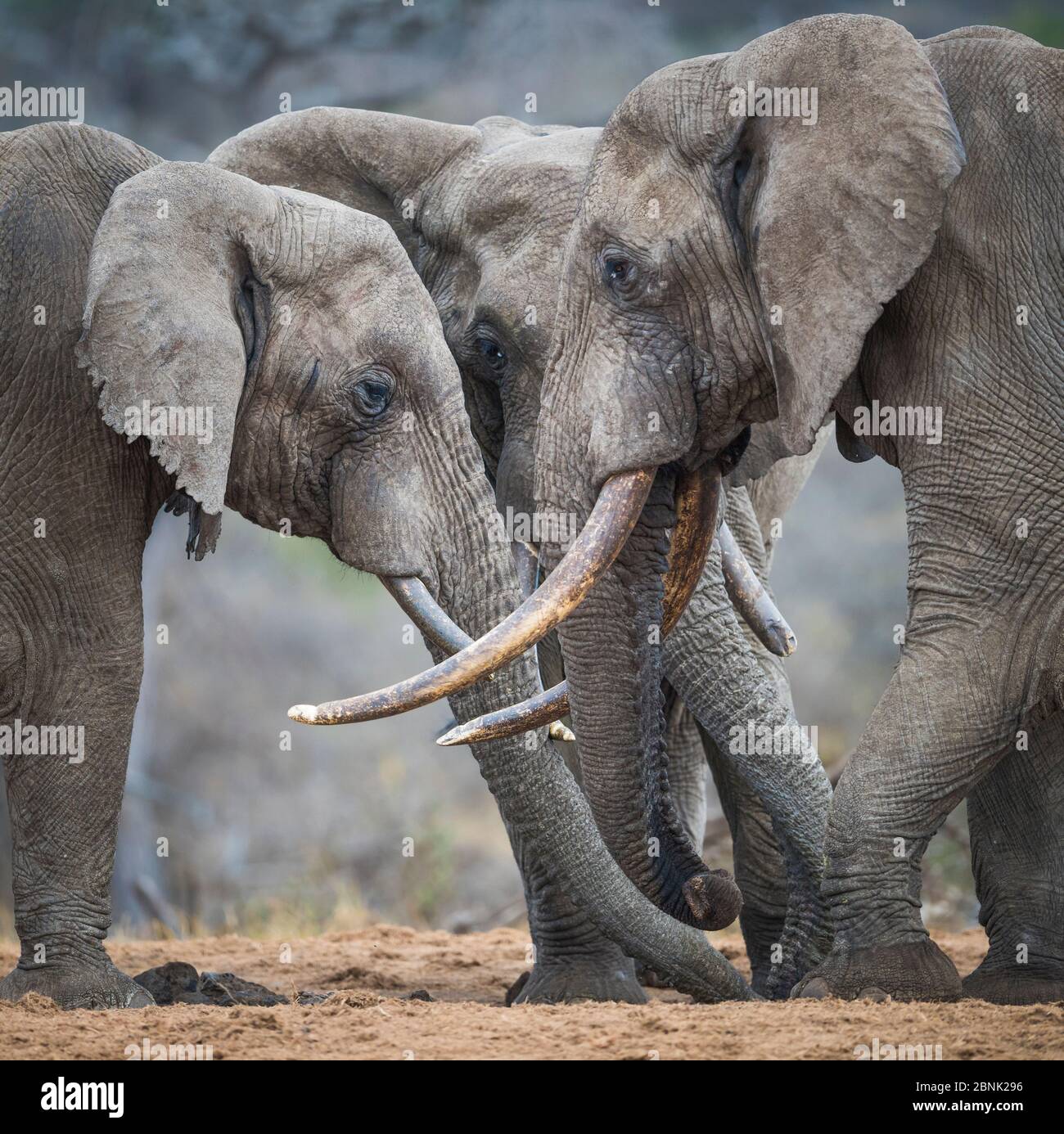 African elephant (Loxodonta africana) three big bull elephants spending ...