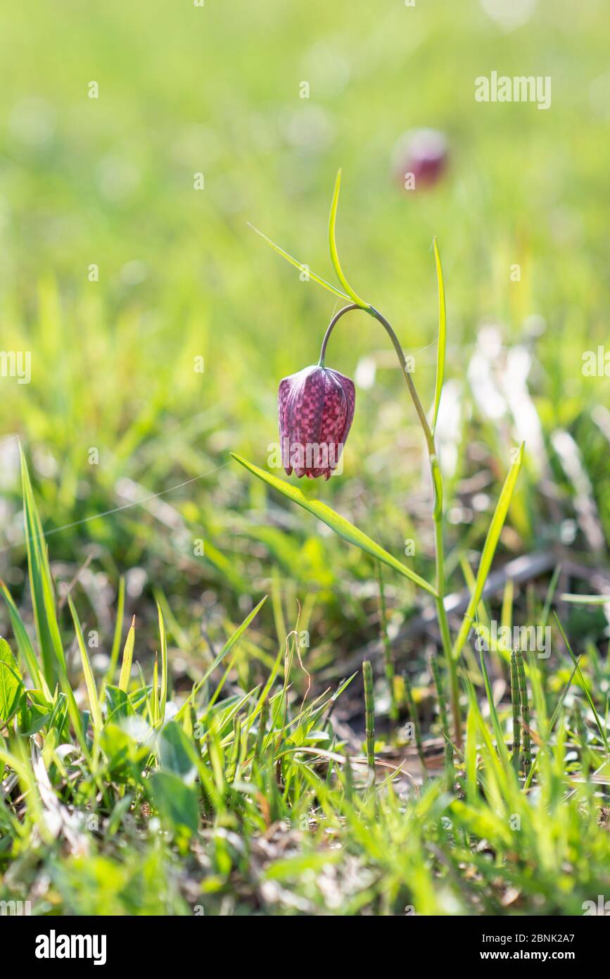 Beautiful violet snake's head growing in grass Stock Photo - Alamy