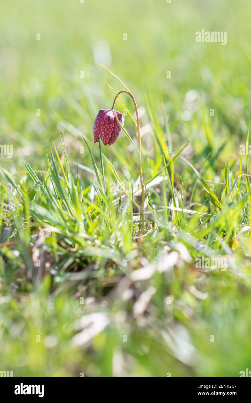 Beautiful violet snake's head growing in grass Stock Photo - Alamy
