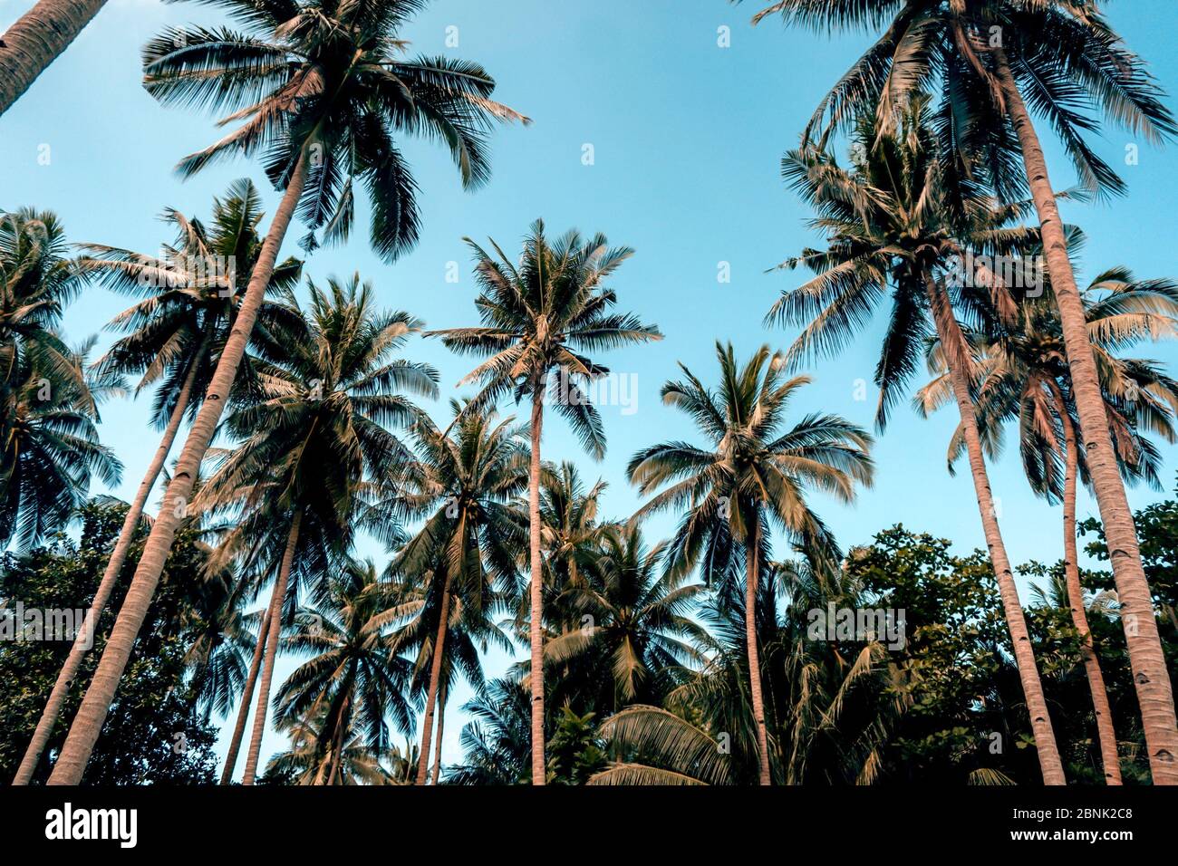 palm trees in a palm forest Stock Photo - Alamy
