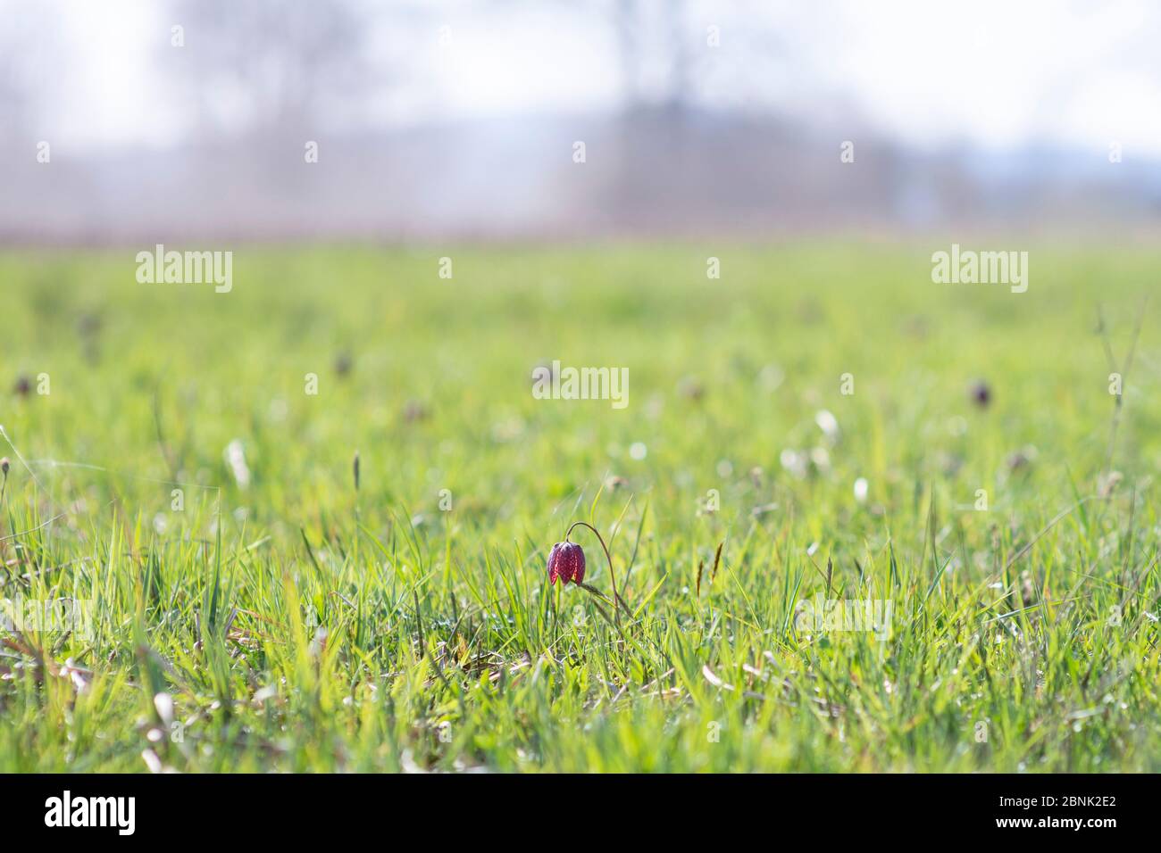 Beautiful violet snake's head growing in grass Stock Photo - Alamy
