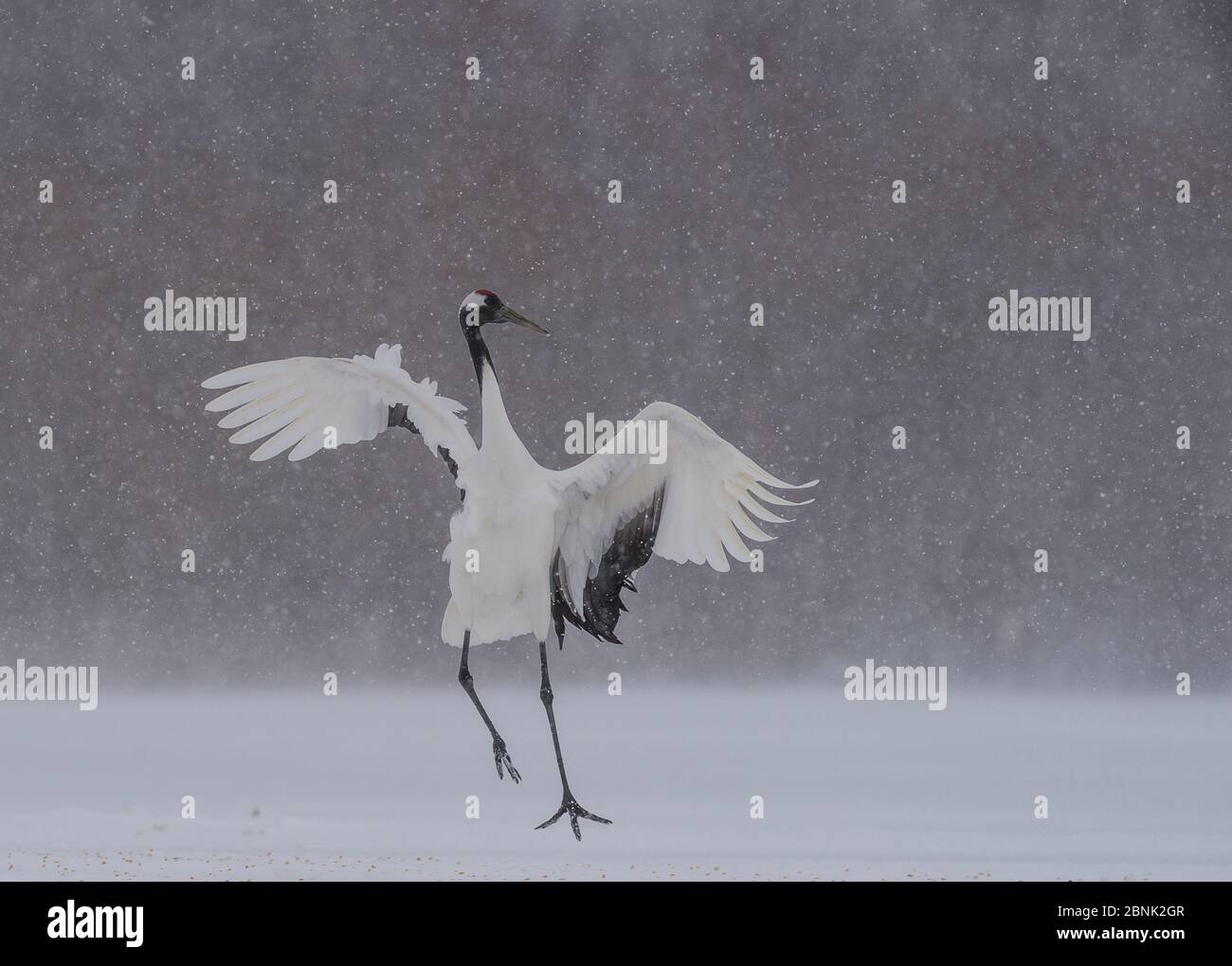 Wings stretched out hi-res stock photography and images - Alamy