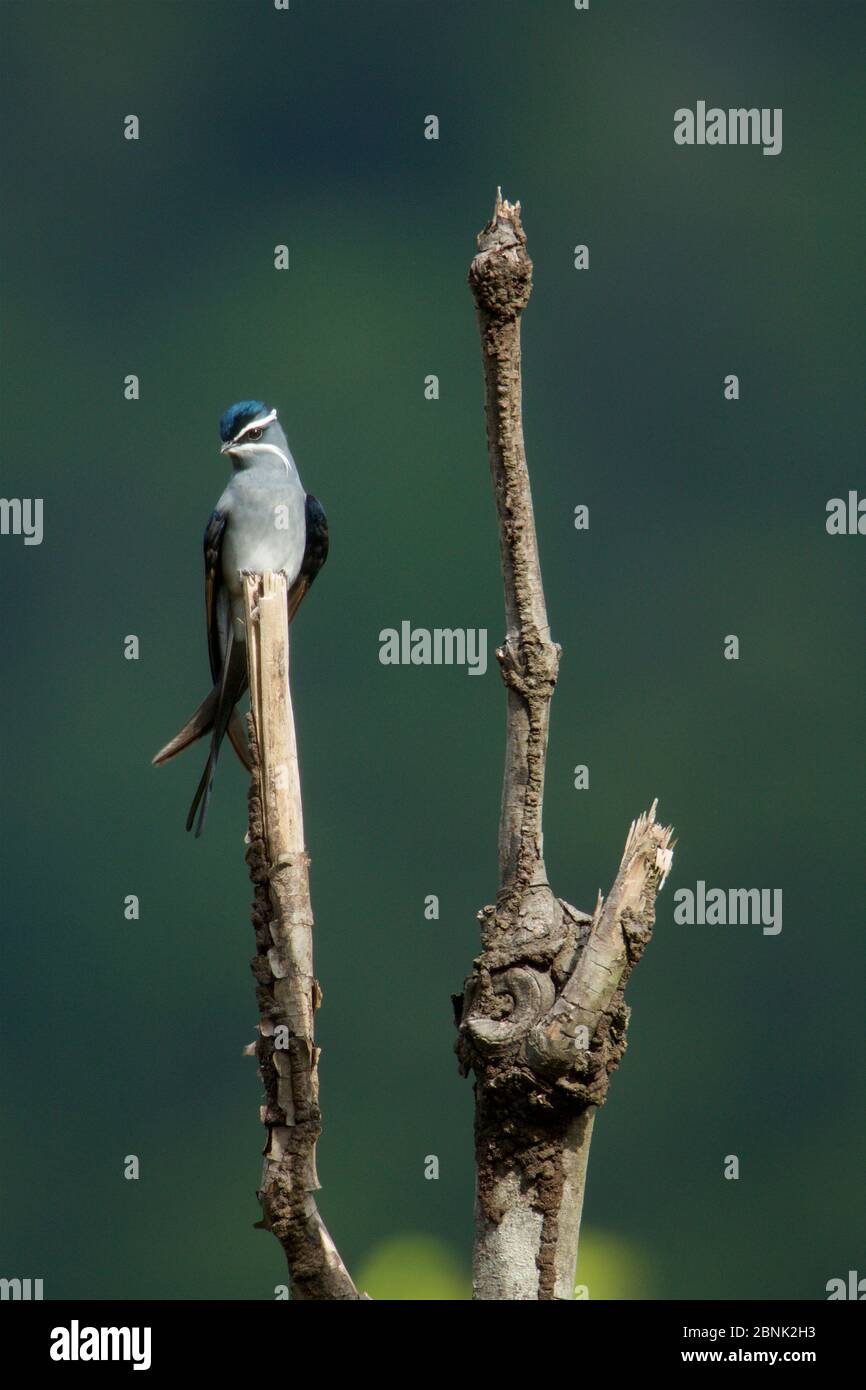 Moustached Tree-swift (Hemiprocne mystacea) on a perch in a rainforest ...