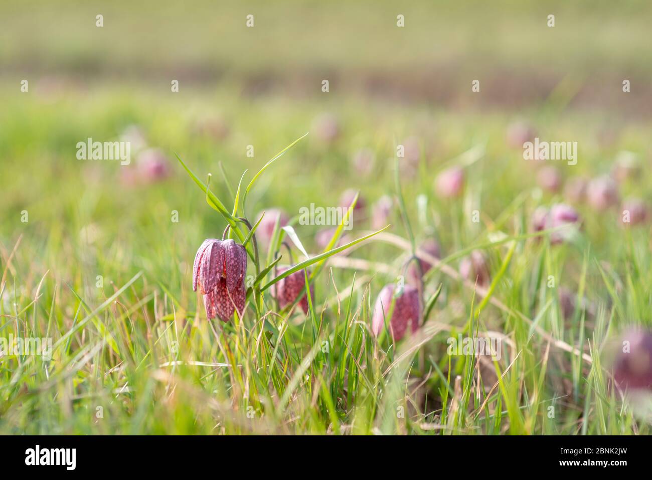 Beautiful violet snake's head growing in grass Stock Photo - Alamy