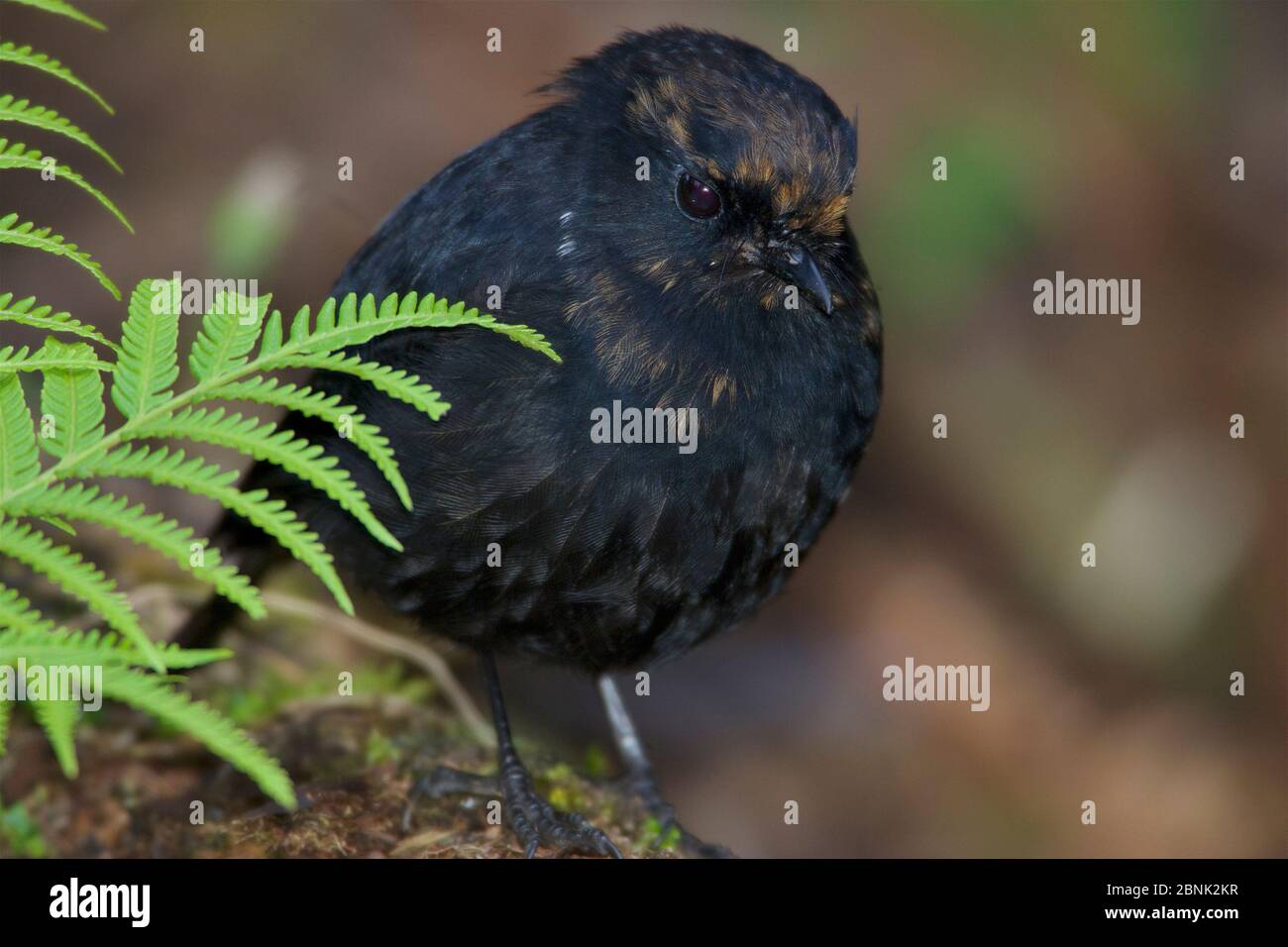 White-winged robin (Peneothello sigillatus) Enga Province, Papua New ...