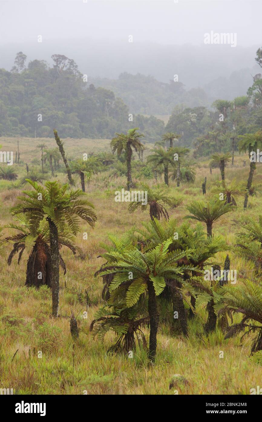 Tree ferns (Dicksonia) and alpine grassland at Tari Gap, Papua New ...