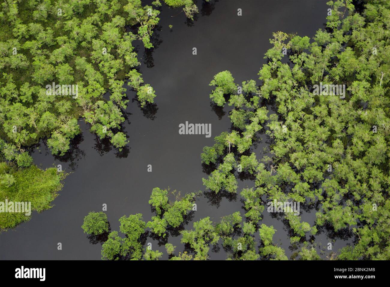 Aerial view of forest and swamps in Yimas Lakes area, Papua New Guinea ...