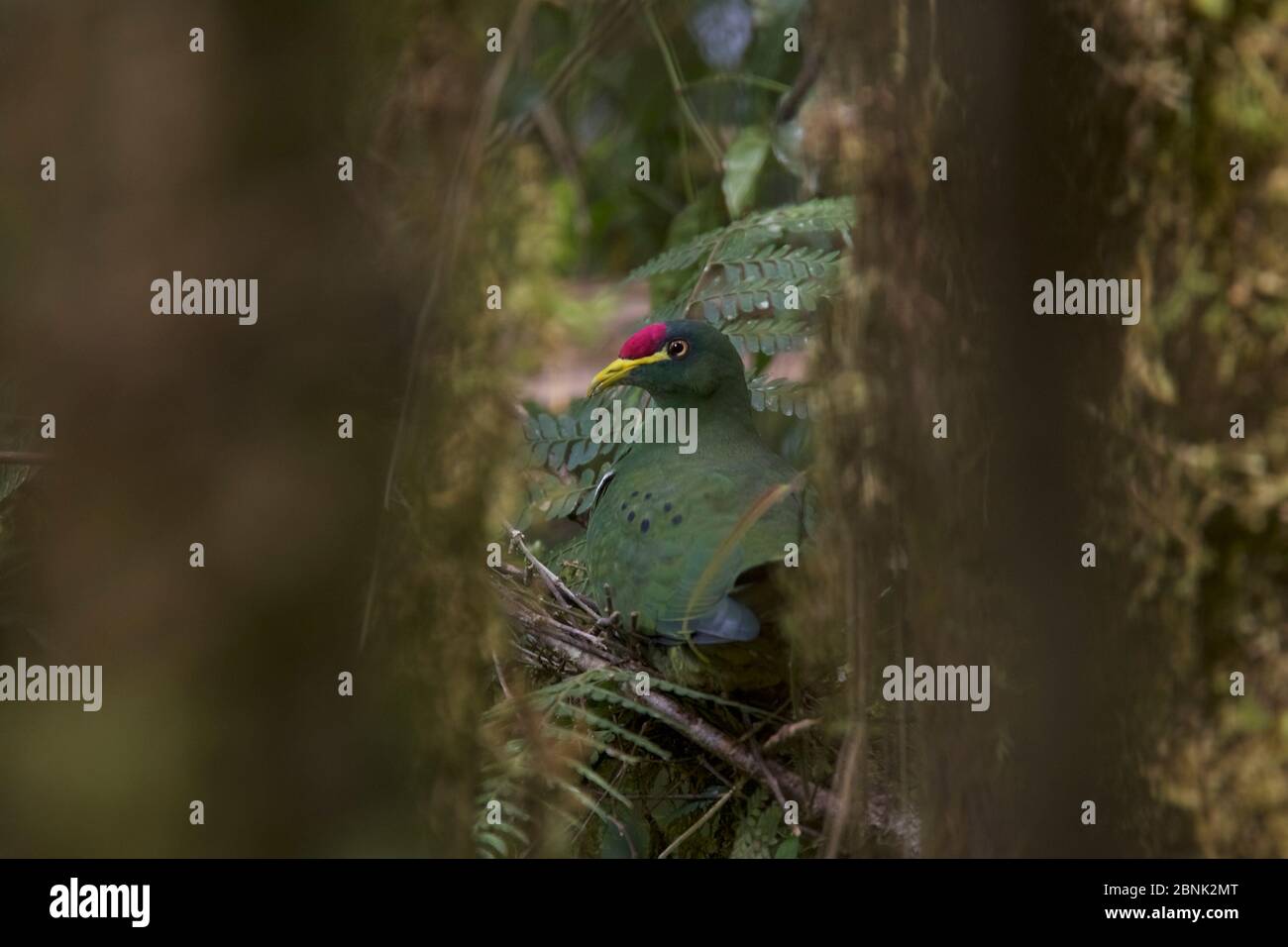 White-breasted fruit dove (Ptilinopus rivoli) sitting on nest. West ...