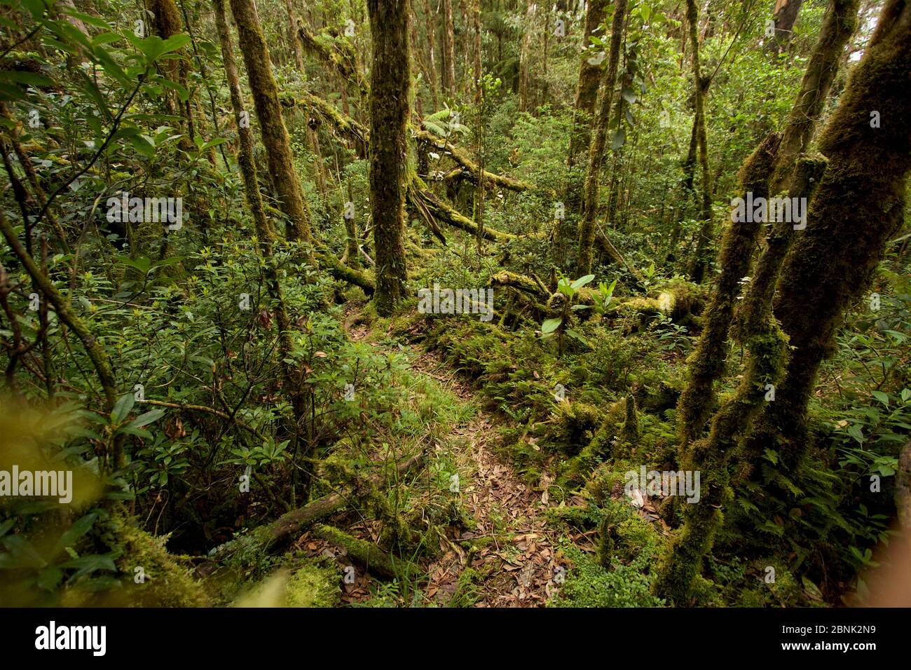 Montane rainforest covered in moss. YUS Conservation Area, Huon ...