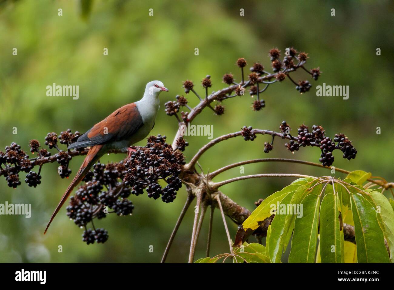 Great Cuckoo-Dove (Reinwardtoena reinwardtii) at a fruiting Shefflera ...