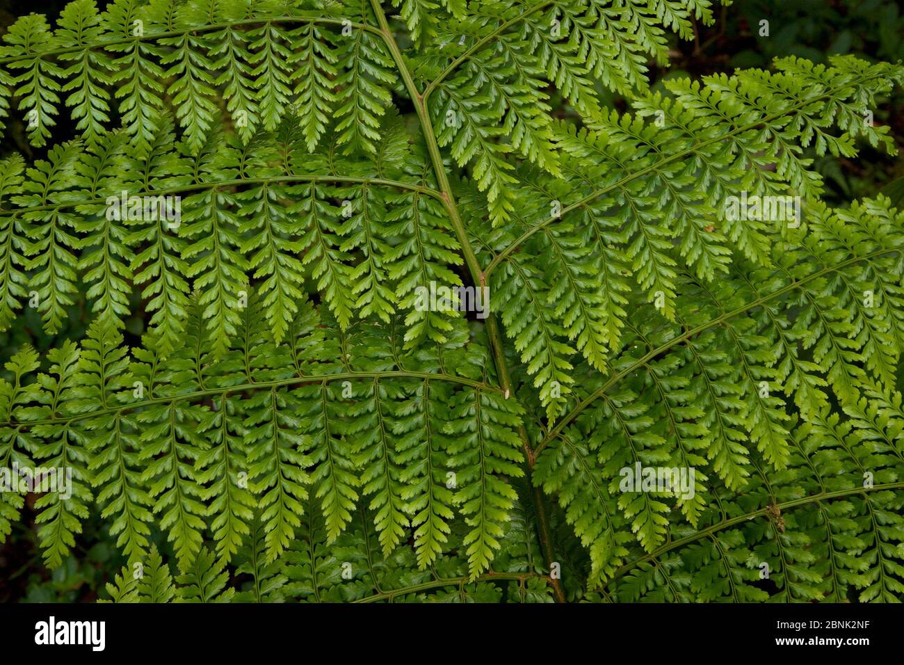 Close-up of a fern in the montane rainforest. YUS Conservation Area ...