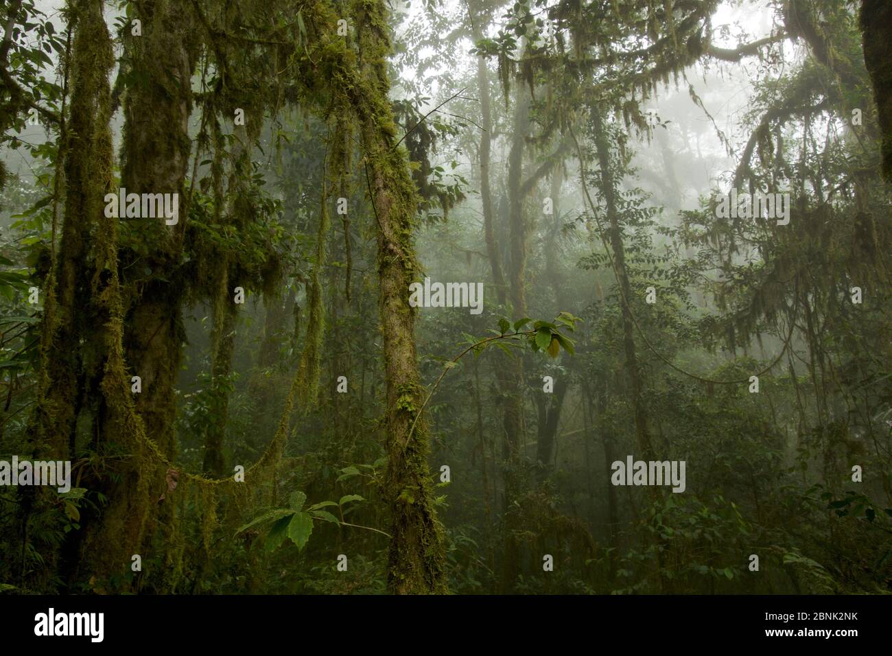 Montane rainforest habitat Arfak Mountains (at 2000m elevation) West ...