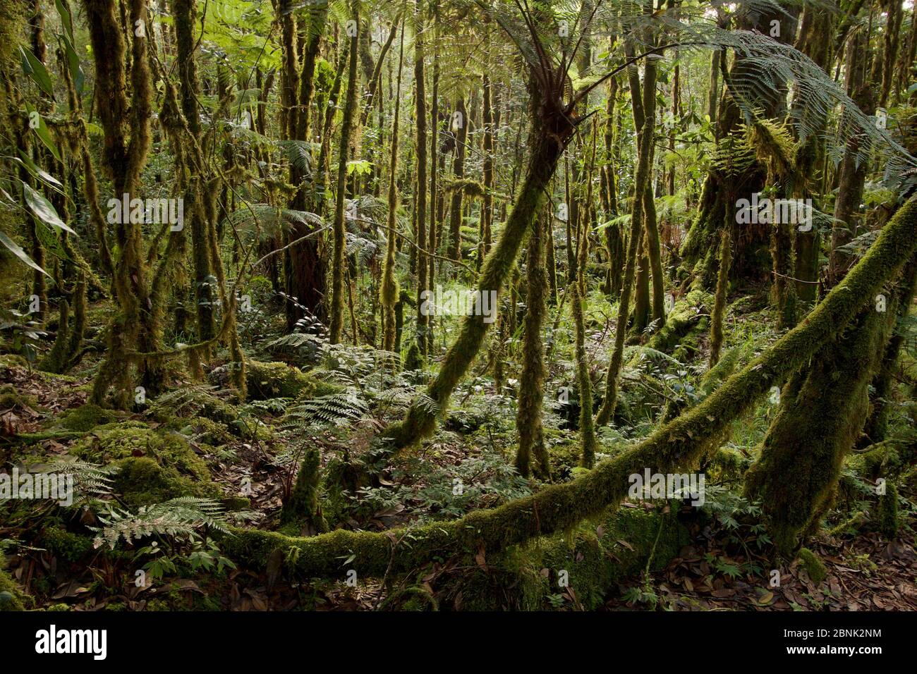 Montane rainforest covered in moss. YUS Conservation Area, Huon ...