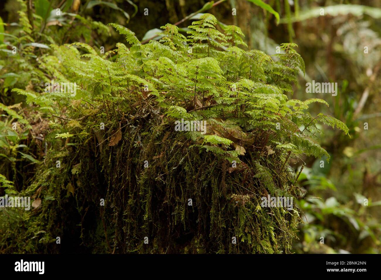 Moss and ferns in upper montane rainforest. YUS Conservation Area, Huon ...