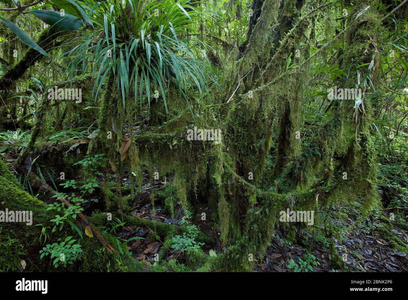 Montane rainforest covered in moss. YUS Conservation Area, Huon ...
