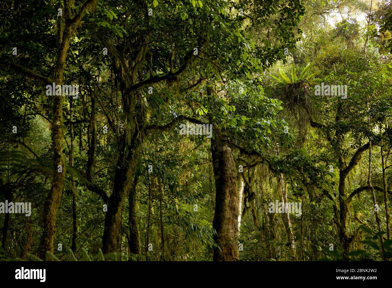Montane rainforest habitat Arfak Mountains (at 2000m elevation) West ...