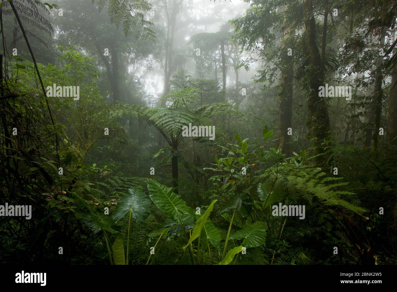 Montane rainforest habitat Arfak Mountains (at 2000m elevation) West ...