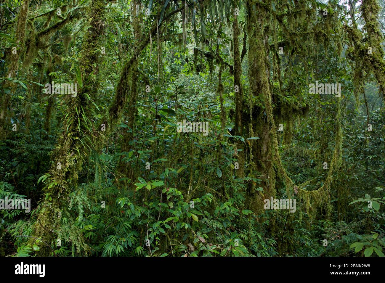 Montane rainforest habitat Arfak Mountains (at 2000m elevation) West ...