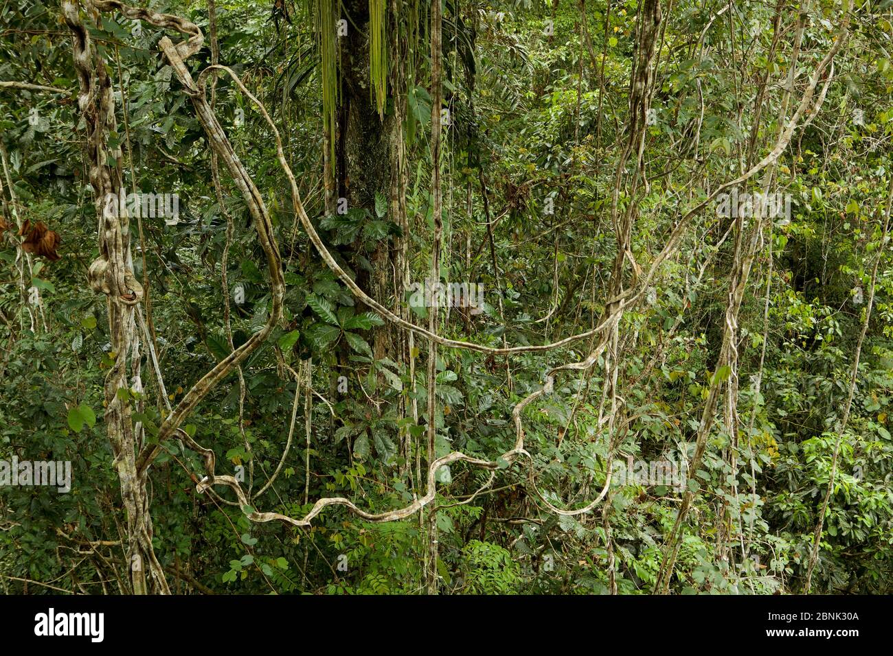 Rain forest tree covered in lianas, mostly Bauhinia sp. This tree is ...