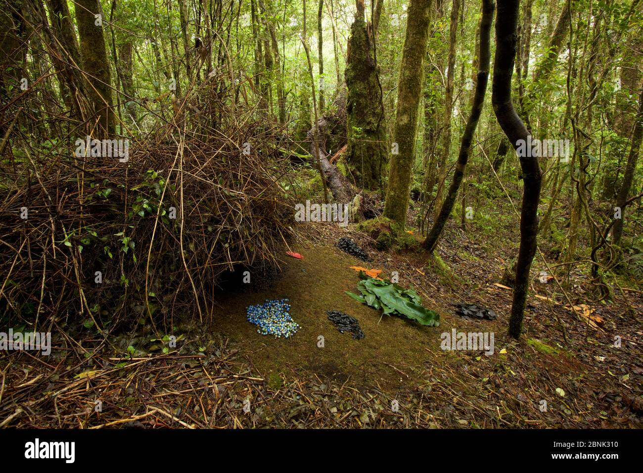 Bower of a Vogelkop bowerbird (Amblyornis inornata) bower, New Guinea ...