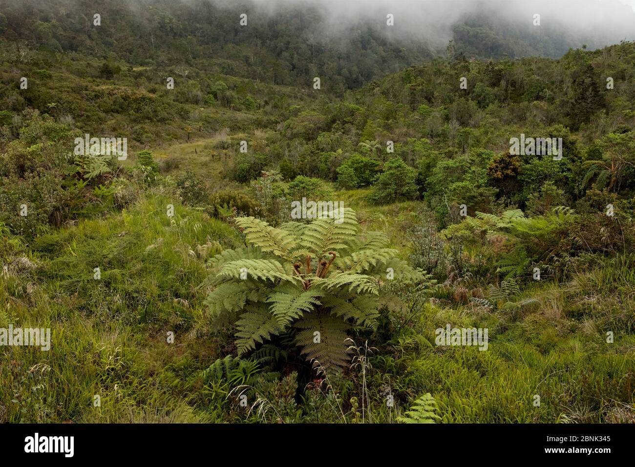 Montane habitat at the head of the Ibele Valley, West Papua. New Guinea ...