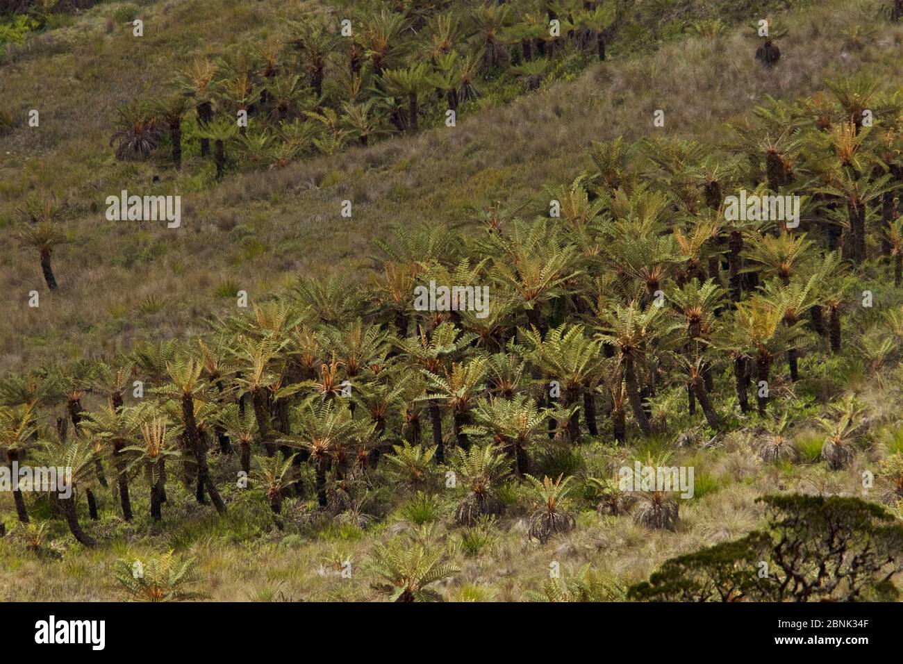 Alpine grasslands with tree ferns near Lake Habbema, Jayawijaya ...