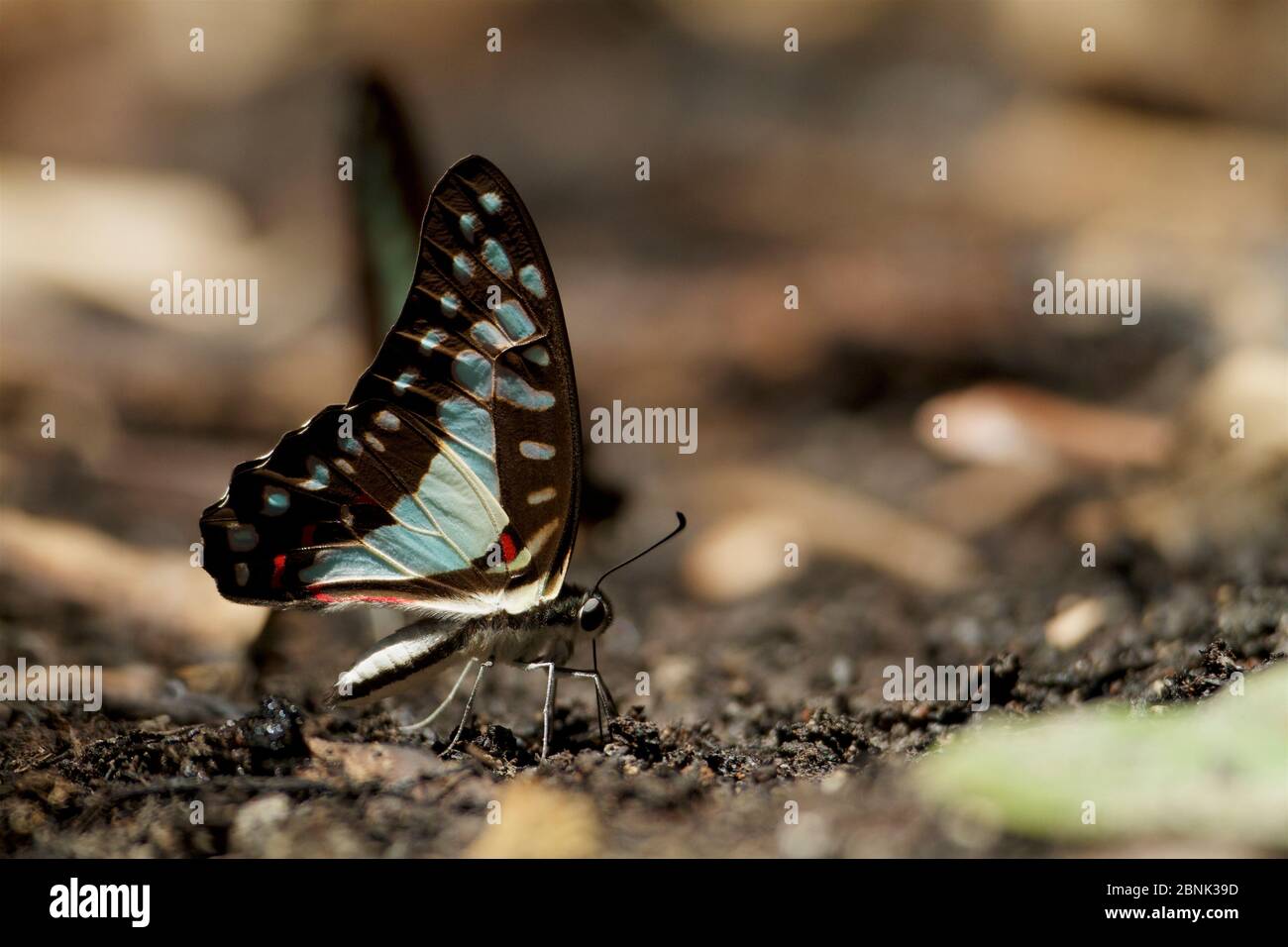 Great jay butterfly (Graphium eurypylus) puddling on the ground, West ...