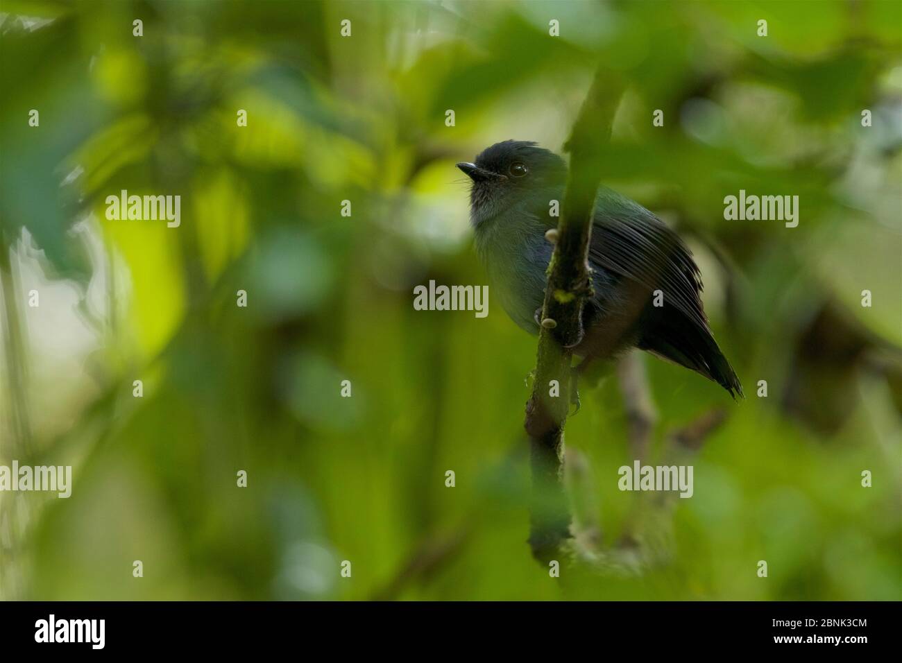Slaty robin flycatcher hi-res stock photography and images - Alamy